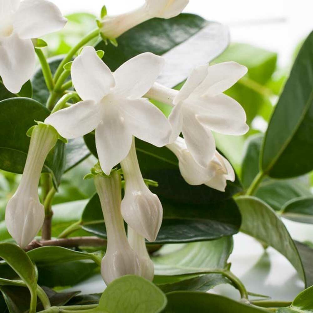 Organic Jasmine Flavor Powder | Nature's Flavors