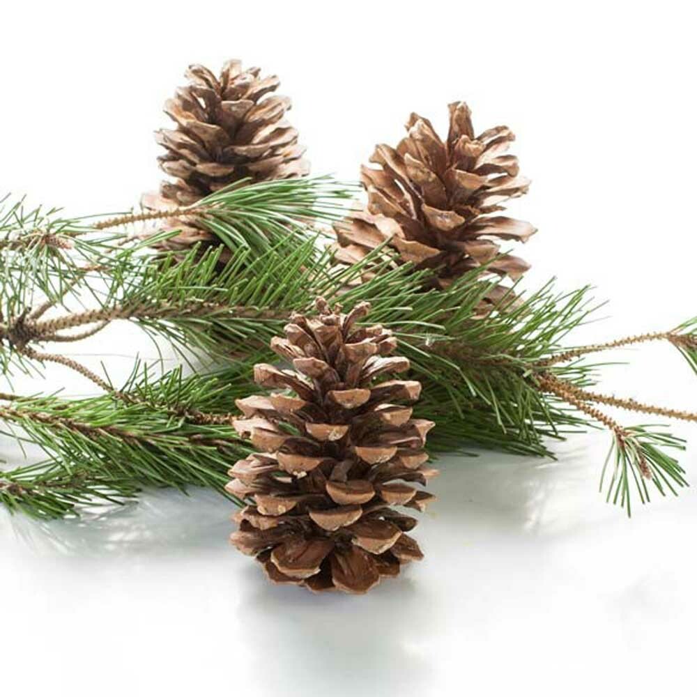 Pine Fragrance Emulsion (Water Soluble) | Nature's Flavors
