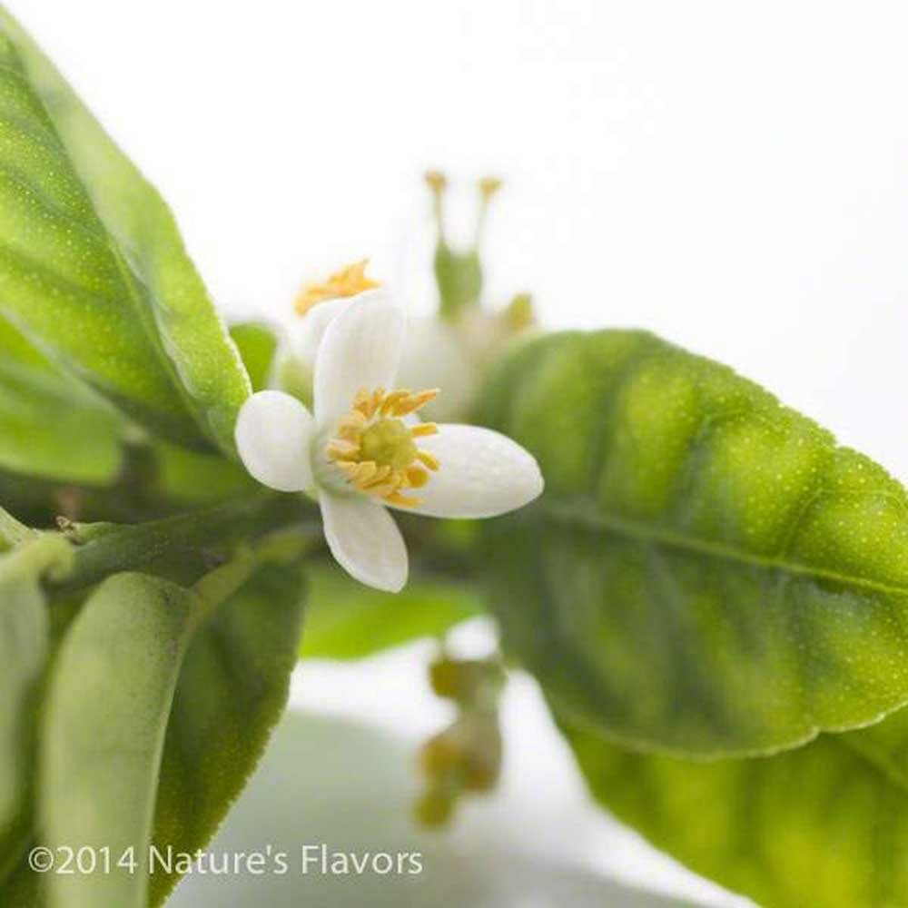 Sante Gurjun Balsam Essential Oil | Nature's Flavors